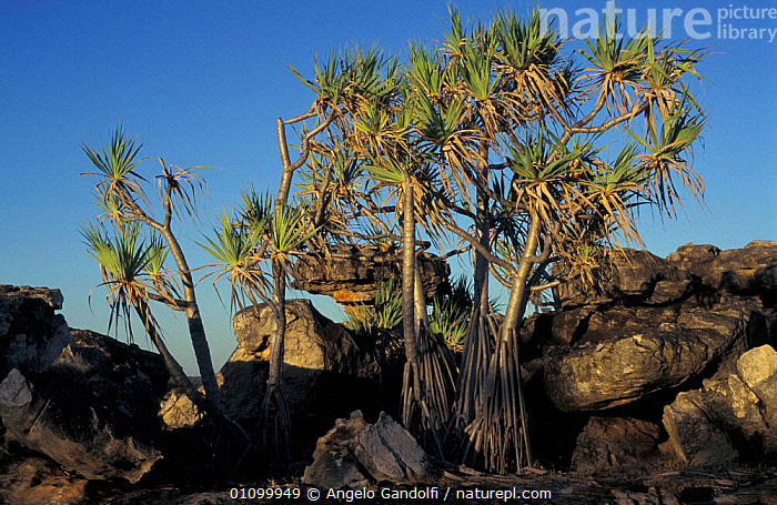 Stock photo of Cluster of {Pandanus basedowii} trees, Arnhem Land ...