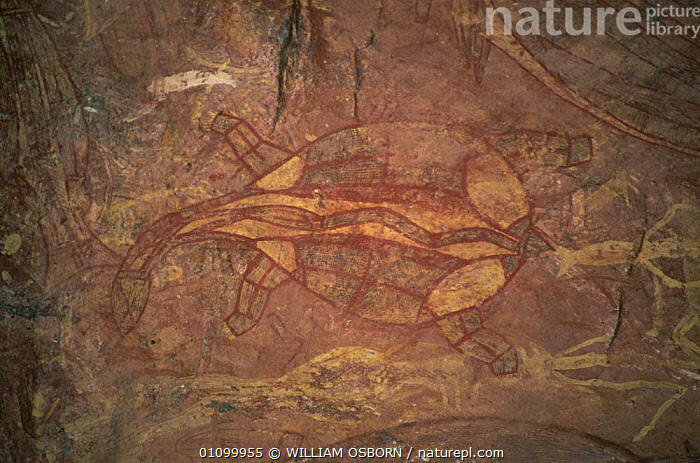 Stock photo of Aboriginal rock art, x-ray style long-necked turtle, Ubirr, Kakadu NP…. Available ...