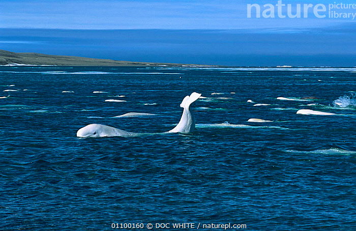 Stock photo of Beluga / White whale pod {Delphinapterus leucas} arctic ...