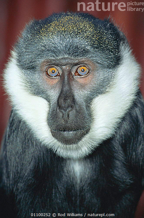 Stock photo of L'Hoests monkey portrait {Cercopithecus l'hoesti} male ...