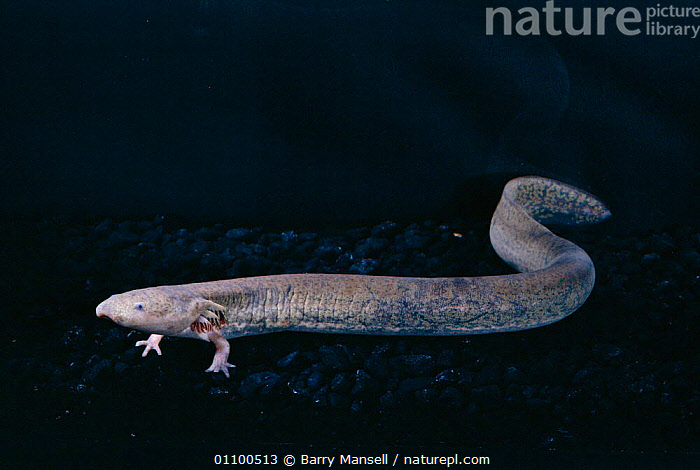 Stock photo of Rio Grande lesser siren {Siren intermedia texana} Texas ...