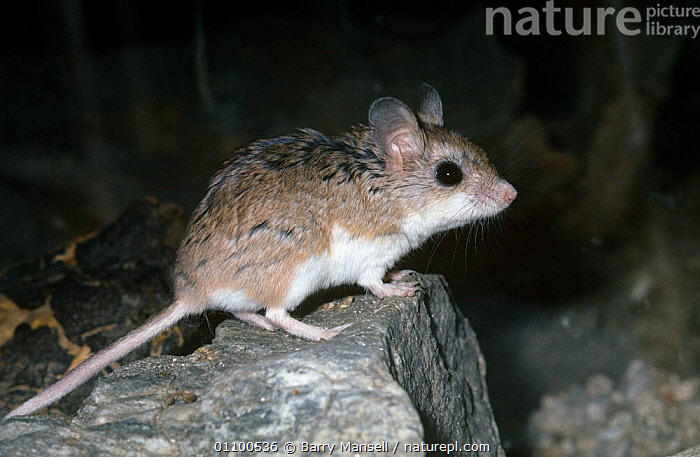 Stock photo of Grasshopper mouse {Onychomys torridus} captive, Arizona ...