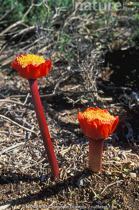 Stock photo of April fool plant in flower {Haemanthus coccineus ...