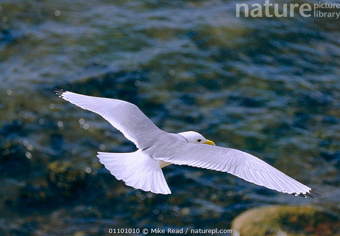 Stock photo of Kittiwake flying {Rissa tridactyla} Ekkeroy, Norway ...