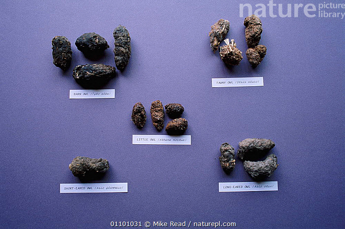 Stock photo of Regurgitated Pellets of Barn owl, Tawny owl, Short eared ...