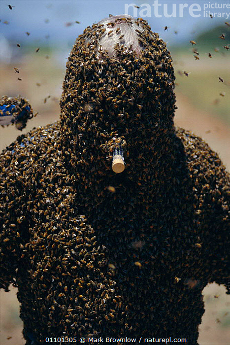 Stock photo of Bee man mimics queen Honey bee pheromone. Bees are ...