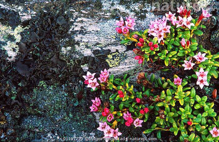 Stock photo of Trailing alpine azalea {Kalmia procumbens} Rondane NP ...