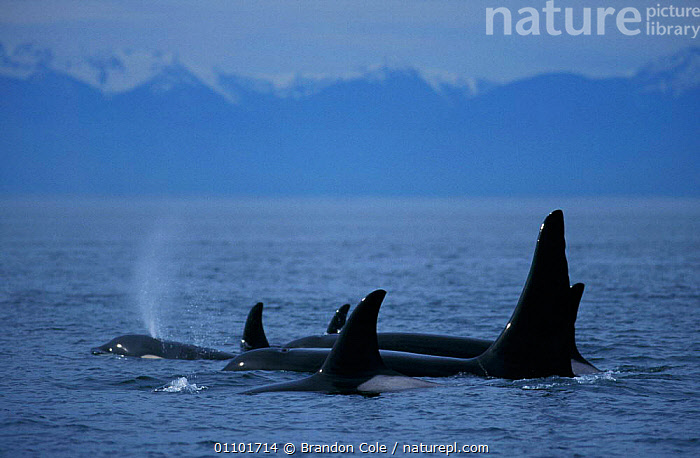 Stock photo of Killer whale pod at surface {Orcinus orca} San Juan ...