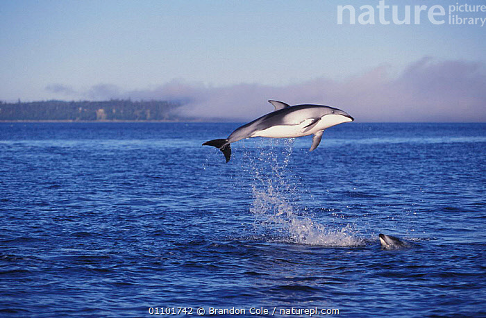 Stock photo of Pacific white sided dolphins jumping at surface ...