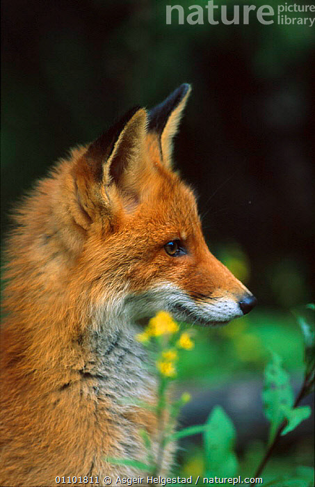 Stock photo of Red fox head portrait {Vulpes vulpes} Norway. Available ...