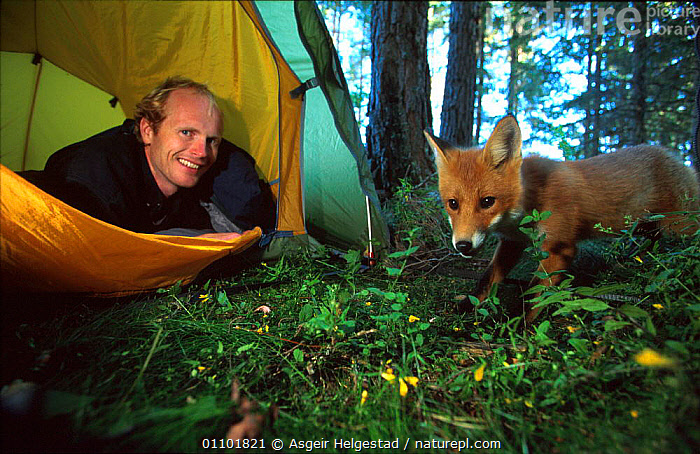 Stock photo of Young Red fox visits photographer in tent in search of ...