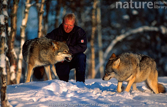 Stock photo of Supported by his leader (man) male European grey wolf ...