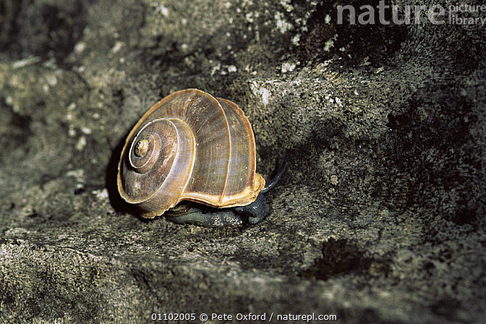 Stock photo of Snail {Tropidophora sp} on rock, Ankarana, Madagascar ...
