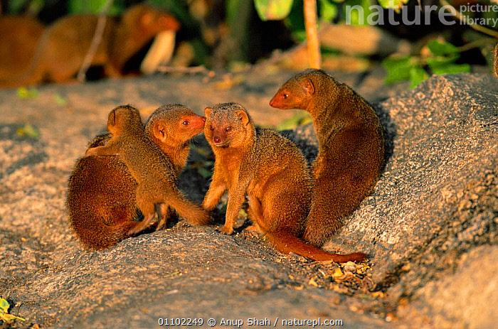 Stock photo of Family group of Dwarf mongooses {Helogale undulata ...