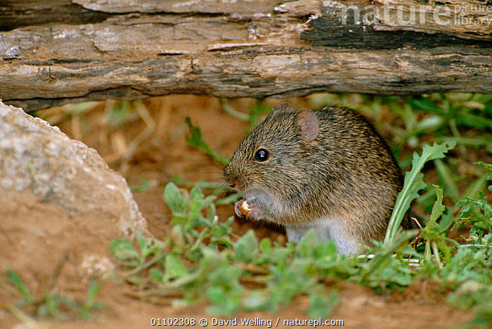 Stock photo of Hispid cotton rat feeding {Sigmodon hispidus} Texas, USA ...