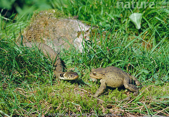 Stock photo of Grass snake {Natrix natrix} threatening Common toad ...
