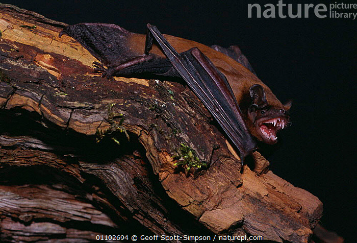 Stock photo of Noctule bat {Nyctalus noctula} Derbyshire UK. Available ...