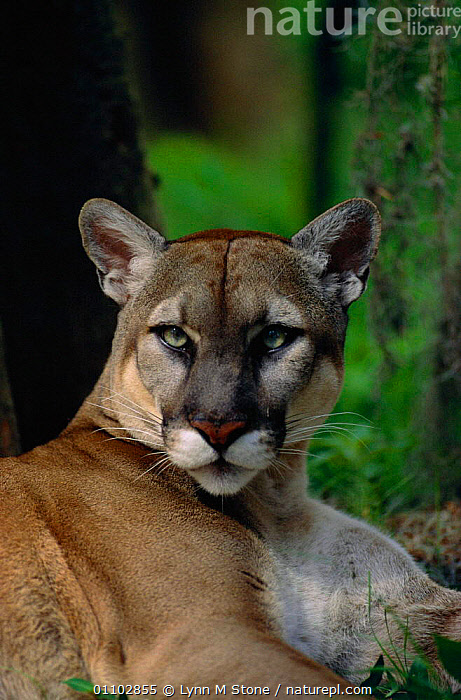 Stock photo of Puma / Florida panther portrait {Felis concolor} captive ...