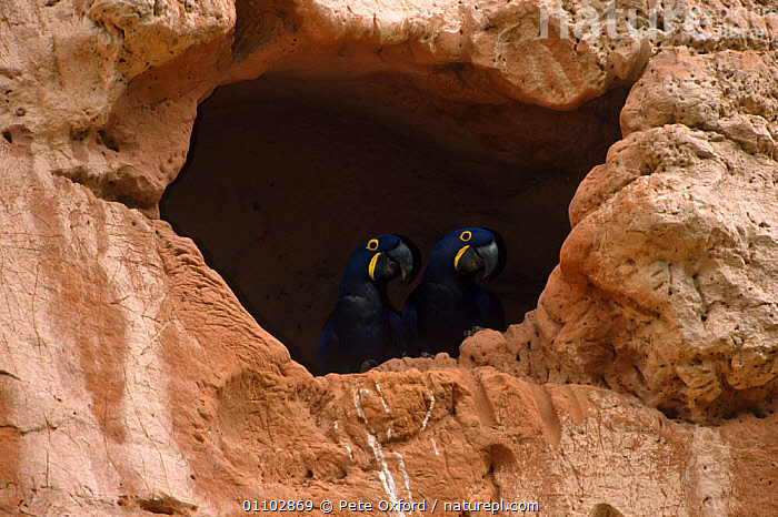 Stock photo of Hyacinth macaw pair in cliff nest hole {Anodorhynchus ...