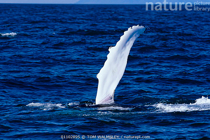 Stock photo of Humpback whale slapping water with long flipper ...