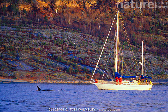 Stock photo of Crew of research boat from NORCA watching Killer whale ...
