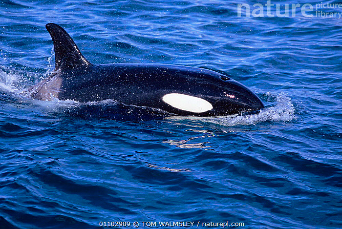 Stock photo of Killer whale (Orca) surfacing showing dorsal fin ...