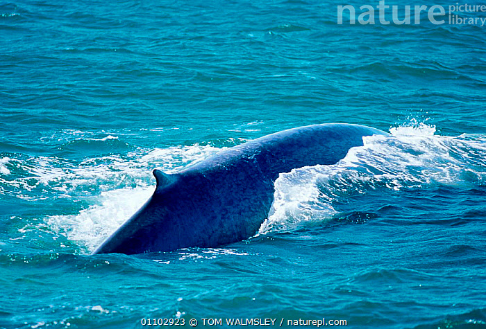 Stock photo of Blue whale at surface showing long back and small dorsal ...