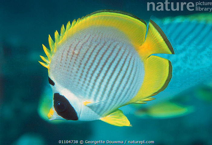 Stock photo of Panda butterflyfish {Chaetodon adiergastos} Sipadan ...