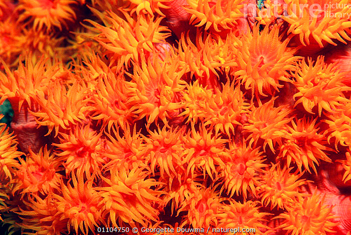 Stock photo of Tube coral polyps feeding {Tubastrea faulkneri} Milne ...