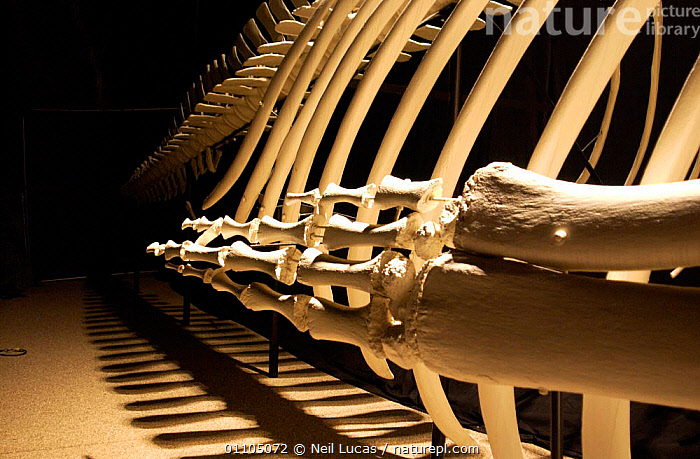 Stock photo of Blue whale skeleton flipper and ribs {Baleanoptera ...