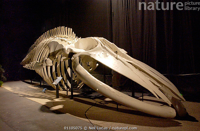 Blue Whale Skeleton