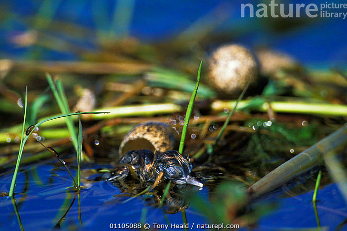 Stock photo of African jacana chick hatching on floating nest ...
