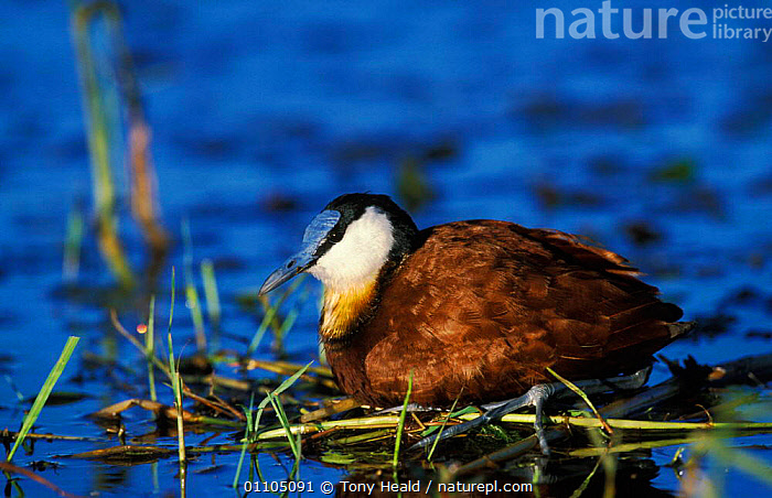 Stock photo of Male African jacana sitting on floating nest ...