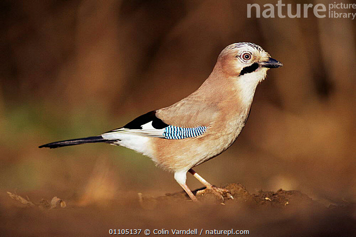 Stock photo of Jay profile portrait {Garrulus glandarius} UK. Available ...