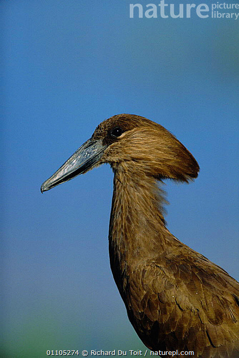 Stock photo of Hammerhead stork portrait {Scopus umbretta} aka Hamerkop ...