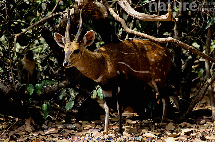 Stock photo of Western bushbuck antelope {Tragelaphus scriptus} and ...