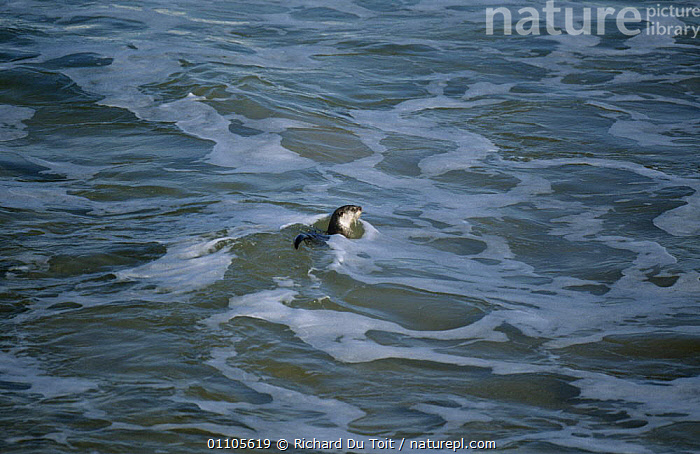 Stock photo of African clawless otter {Aonyx capensis} swimming in sea ...