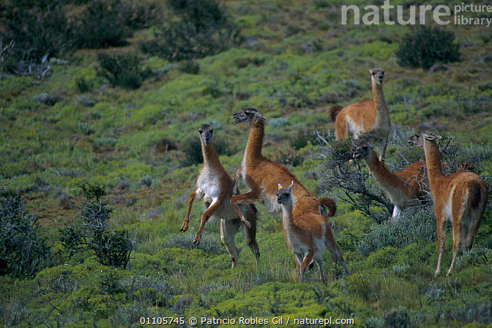 Stock photo of Guanaco fighting {Lama guanicoe} Torres del Paine NP ...