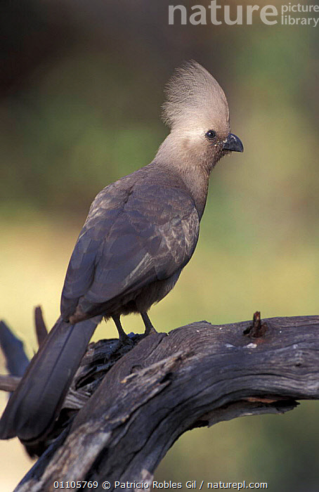 Stock photo of Go away bird / Gery loerie portrait {Corythaixoides ...