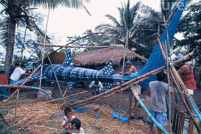 Stock photo of Villagers build Whale shark model from bamboo and rice ...