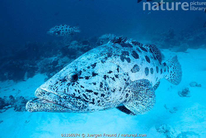 Grouper Reef Queensland Divers Photographing A Giant Grouper, Great