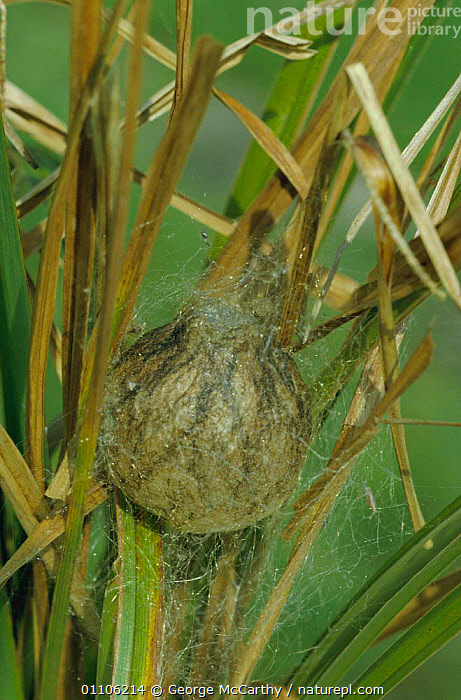 Stock photo of Orb web / Wasp spider nest {Argiope bruennichi} UK ...