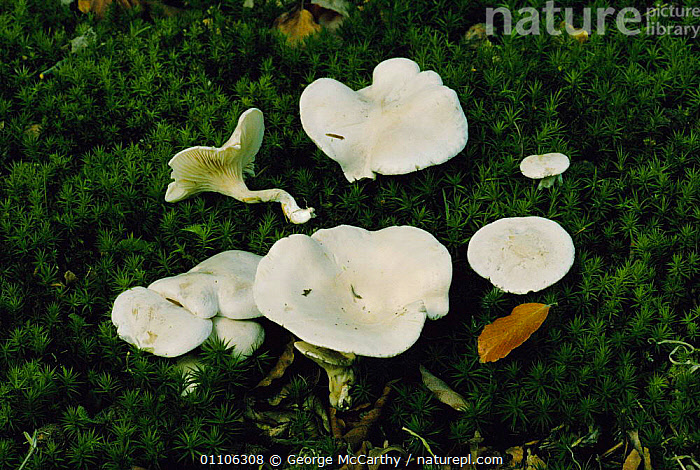Stock photo of The Miller fungus {Clitopilus prunulus} UK. Available ...