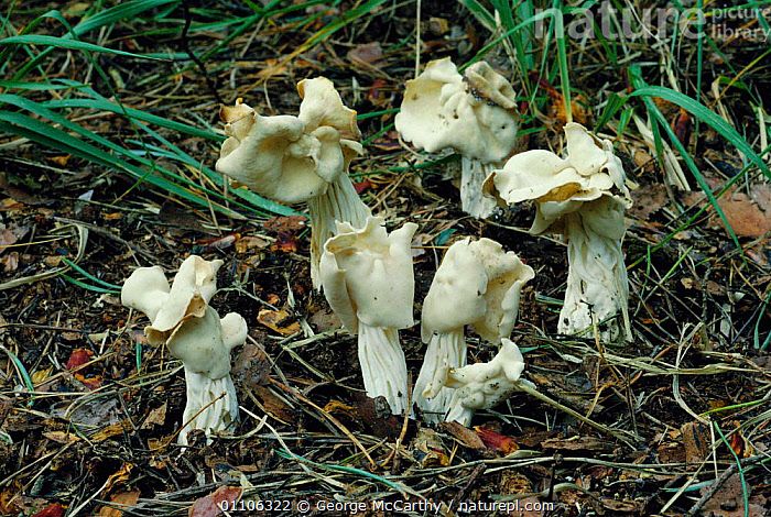 Stock photo of Common white helvella fungus {Helvella crispa} UK ...