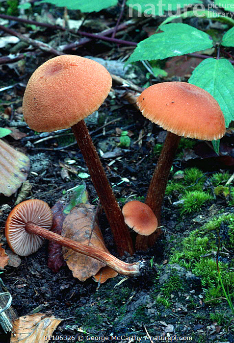 Stock photo of The Deceiver fungus {Laccaria laccata} UK. Available for ...