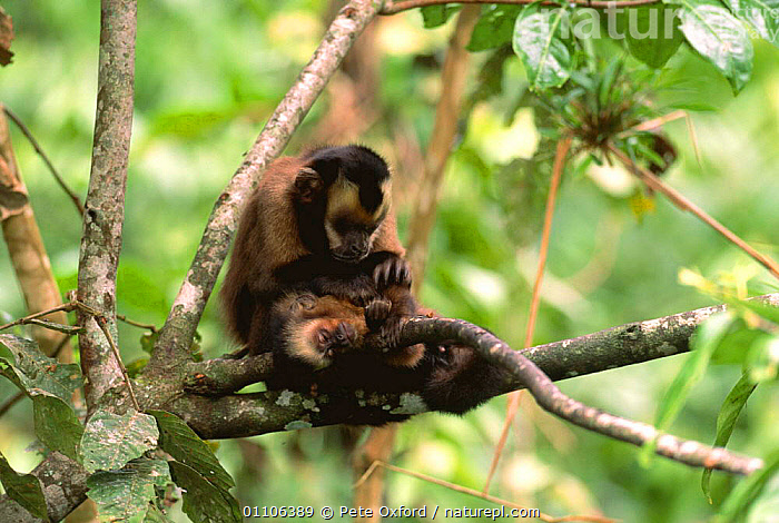 Stock photo of Large headed capuchin (Sapajus macrocephalus) monkeys ...