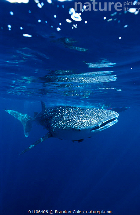 Stock photo of Front view of Whale shark just under surface with ...