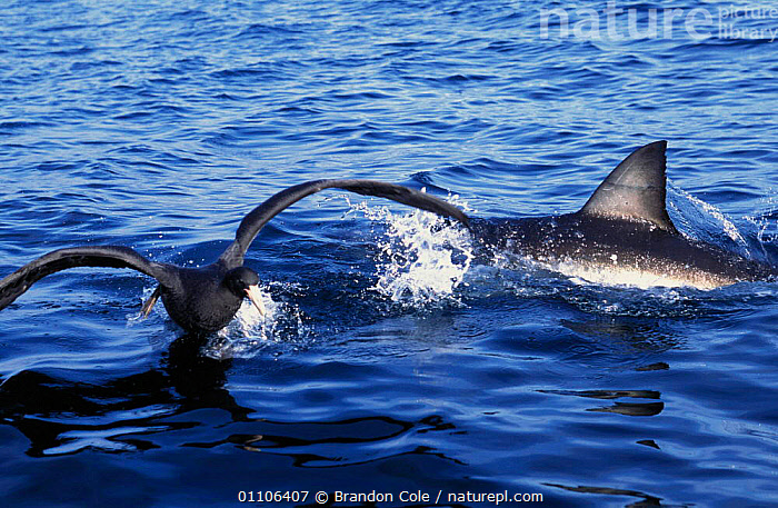 Stock photo of Great white shark attacking and missing Giant Petrel at ...