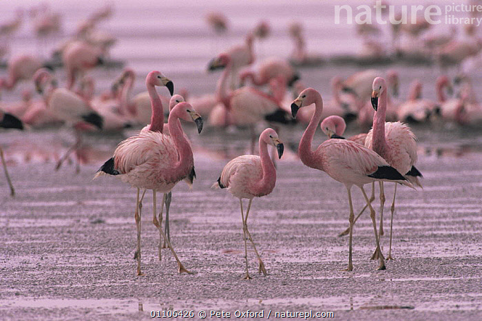 Stock photo of Andean flamingoes nesting {Phoenicoparrus andinus ...
