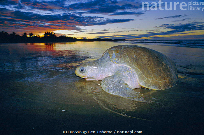 Stock photo of Olive ridley turtle emerging from sea at dusk. Costa ...